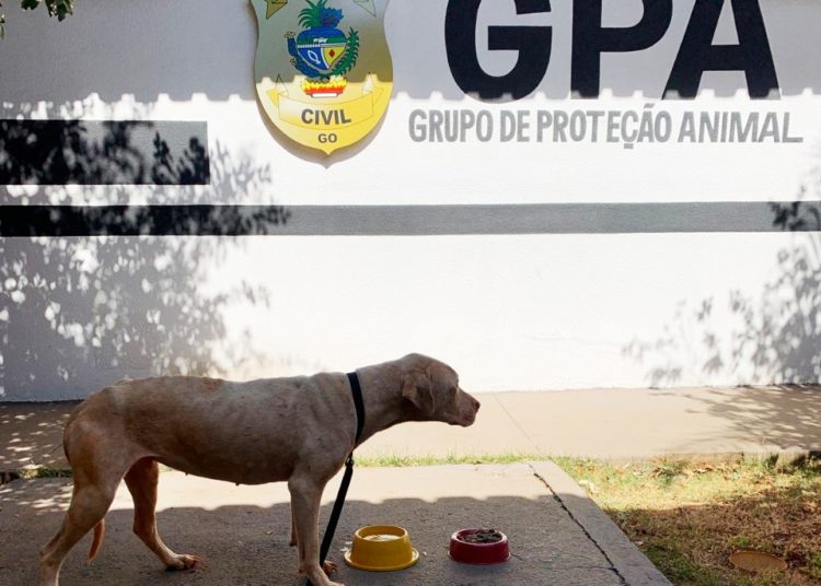 Polícia Civil lança cartilha de orientação sobre maus- tratos a animais ...